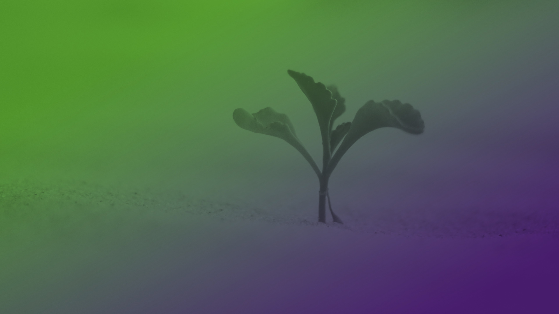 Growing High Potentials Differently - 1-DEGREE/Shift